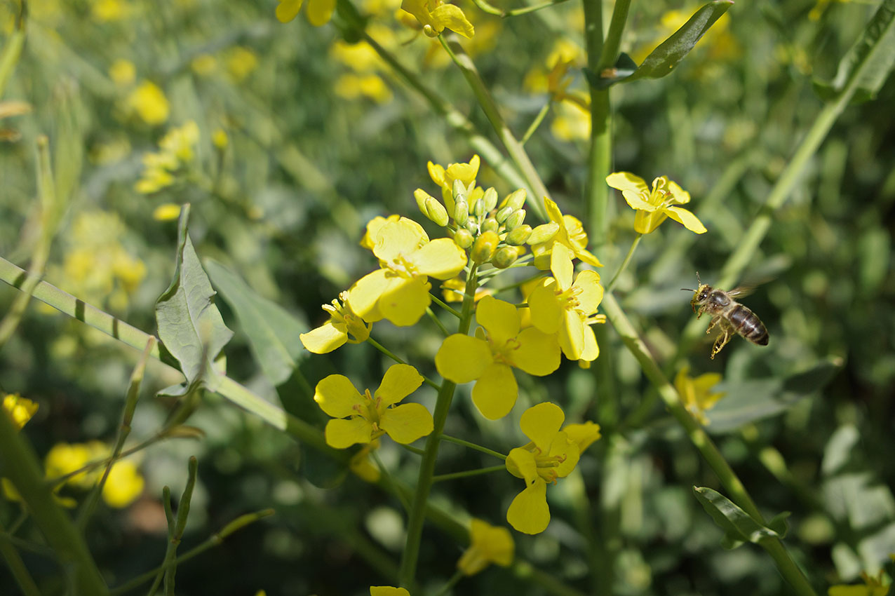 Perlka® | Alzchem Group