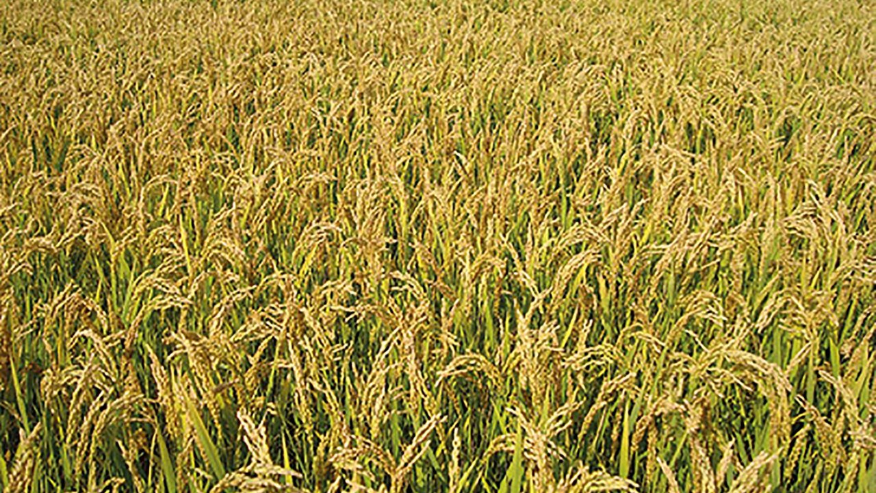 Rice fertilization in Italy - a 113 years success story | Alzchem Group