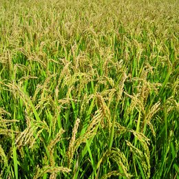 Alzchem - Focus on NCN chemistry in the production netwo